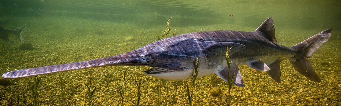 Paddlefish season underway – KXEO